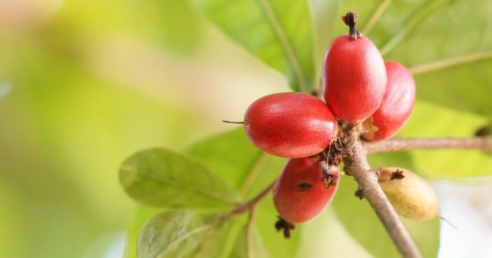 Mirakulina – cena, gdzie kupić tabletki? | PPZ